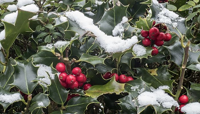 ️ 10 Plantas Con Bolitas Rojas. Las Más Populares Y Sus Utilidades ...