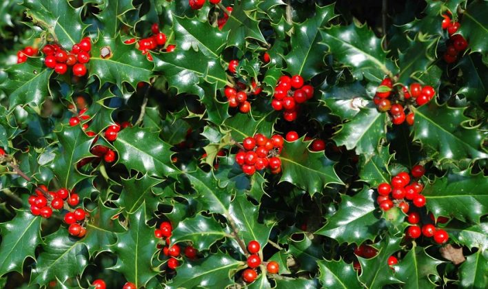 ️ 10 Plantas Con Bolitas Rojas. Las Más Populares Y Sus Utilidades ...