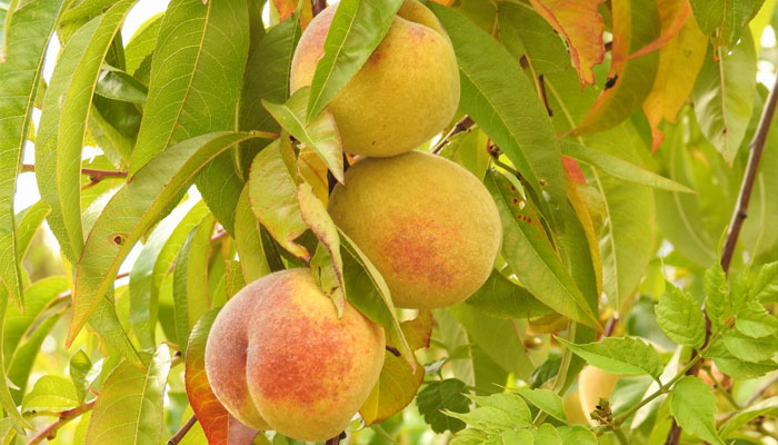 ️ Plantas Que Dan Frutos | 12 Plantas Frutales Comunes | Guía Completa 2022