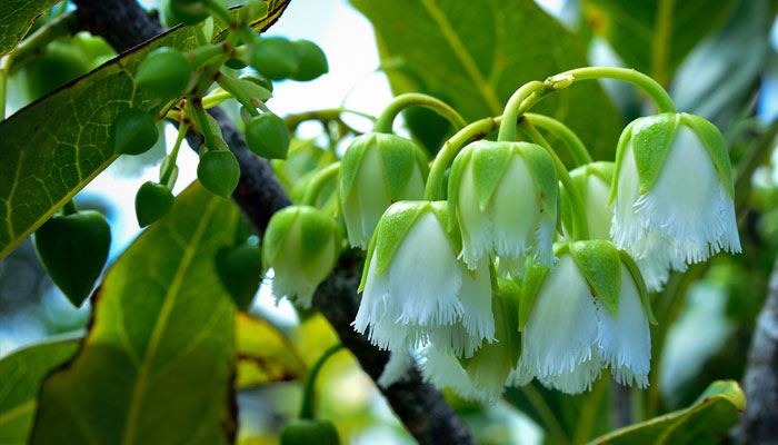 ️ Top 7 Plantas Que Hay En La Selva | Las Plantas Extrañas De La Jungla ...