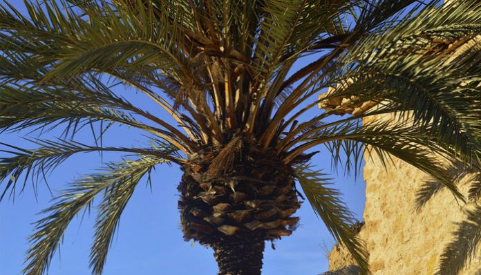 ️ 10 Plantas Que Viven En La Playa, Dunas o Arenales | Guía Completa 2023