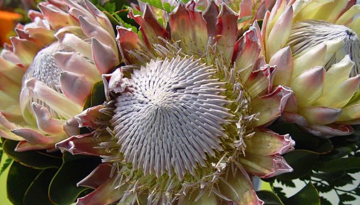 ️ Protea. Origen, Descripción, Cultivo, Cuidados, Propiedades | Guía ...