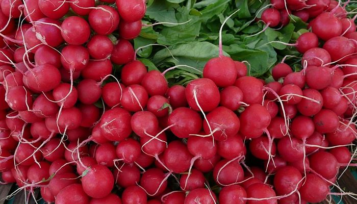 ️ Rabanitos. Origen, Descripción, Cultivo, Cuidados, Propiedades | Guía ...