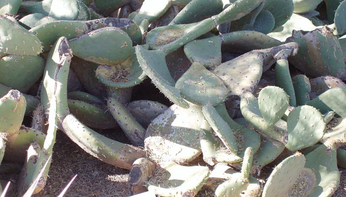 ️ Rastrera. Origen, Descripción, Cultivo, Cuidados, Propiedades. | Guía ...