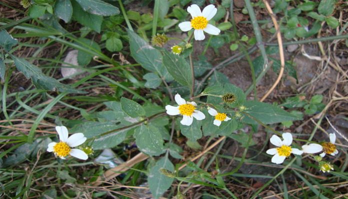 ️ Romerillo. Origen, Descripción, Variedades, Cultivo, Cuidados Y Usos ...