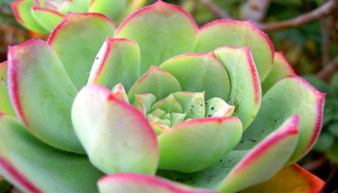 ️ Rosa De Alabastro. Origen, Variedades, Cultivo, Cuidados Y Usos ...