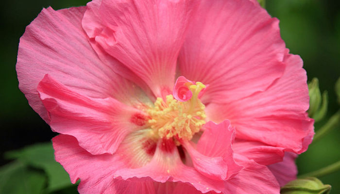 ️ Rosa De Mayo. Origen, Descripción, Cultivo, Cuidados, Propiedades ...