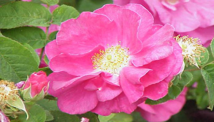 ️ Rosa francesa. Origen, Descripción, Variedades, Cultivo, Cuidados Y ...
