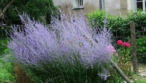 ️ Salvia Rusa, Origen, Descripción, Cultivo, Cuidados, Propiedades ...