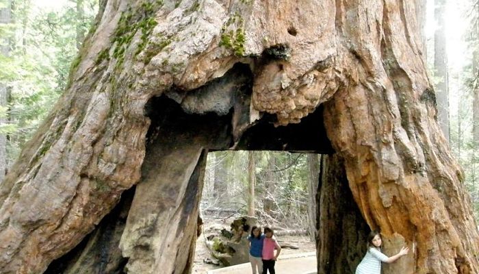 ️ Secuoya, Origen, Descripción, Cultivo, Cuidados, Propiedades | Guía ...