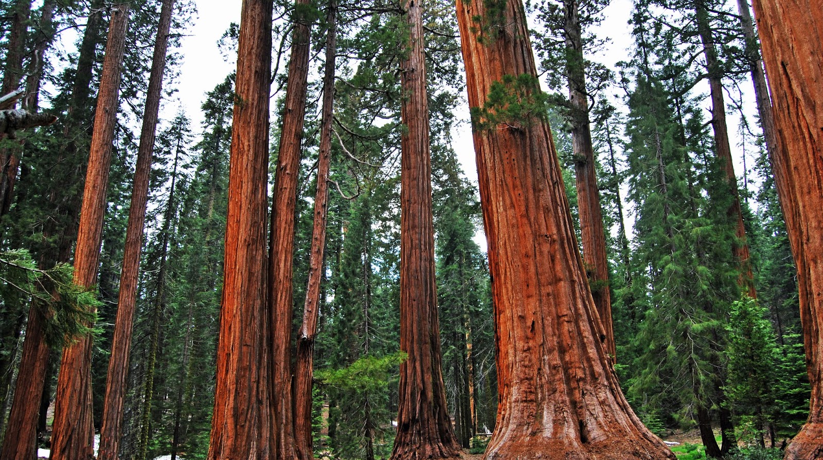 ️ Sequoia: tipos, características, tamaños, variedad y colores ...