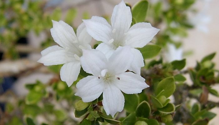 ️ Serisa. Origen, Descripción, Cultivo, Cuidados, Propiedades | Guía ...