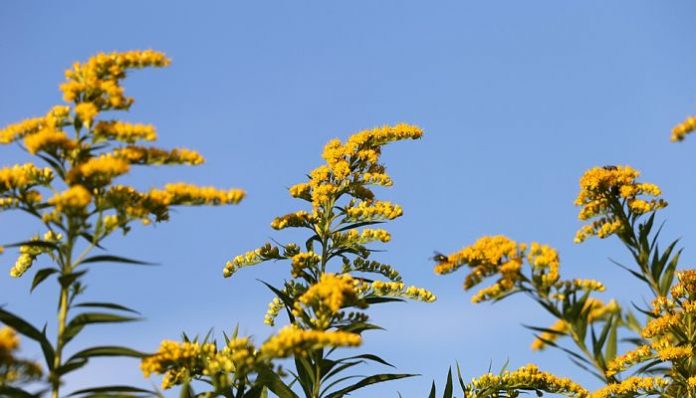 ️ Solidago. Origen, Descripción, Cultivo, Cuidados, Propiedades | Guía ...