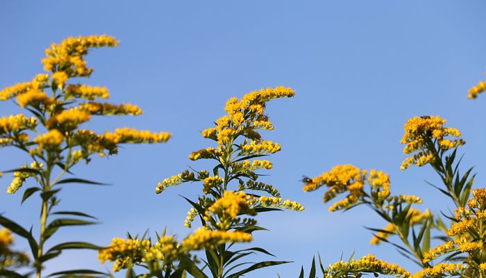 ️ Solidago. Origen, Descripción, Cultivo, Cuidados, Propiedades | Guía ...