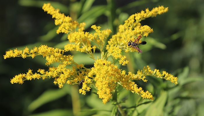 ️ Solidago. Origen, Descripción, Cultivo, Cuidados, Propiedades | Guía ...