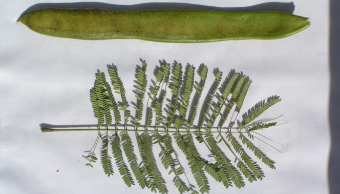 ️ Tabachín. Origen, Características, Variedades, Cultivo, Cuidados Y ...