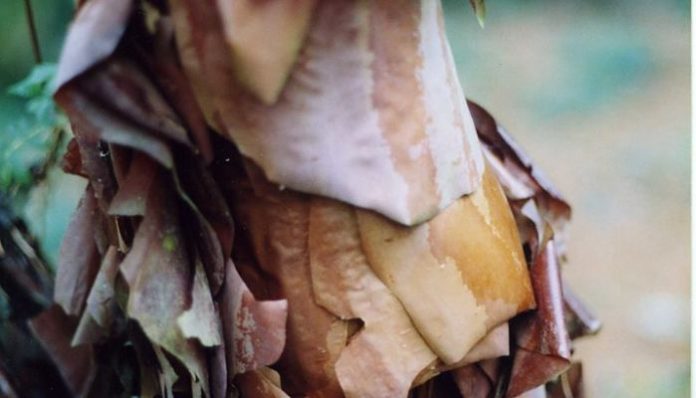️ Tabaquillo. Origen, Descripción, Cultivo, Cuidados, Propiedades ...