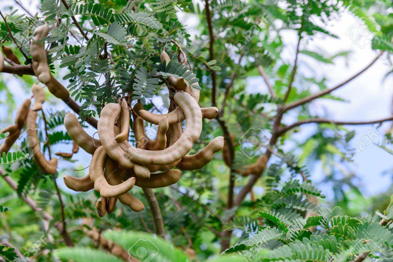 ️ Tamarindo: tipos, características, tamaño, variedades, colores ...