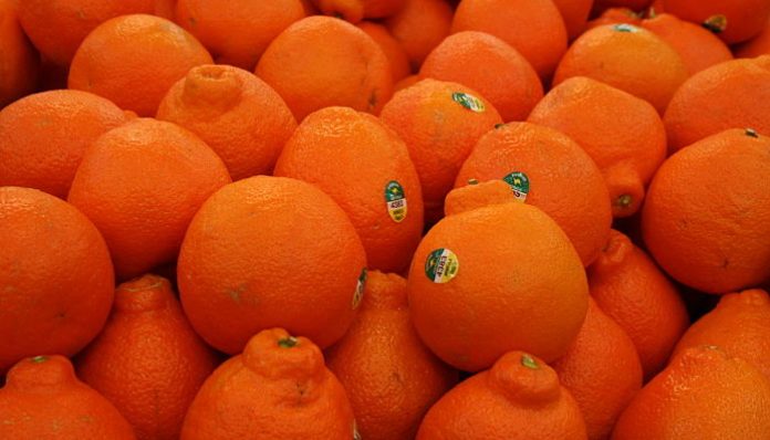 ️ Tangelo (Citrus x tangelo). Origen, Descripción, Cultivo | Guía ...