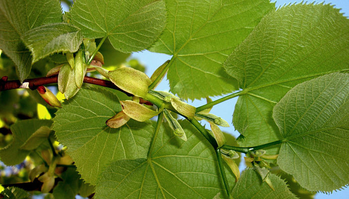 ️ Tilo Americano. Origen, Descripción, Cultivo, Cuidados, Propiedades ...