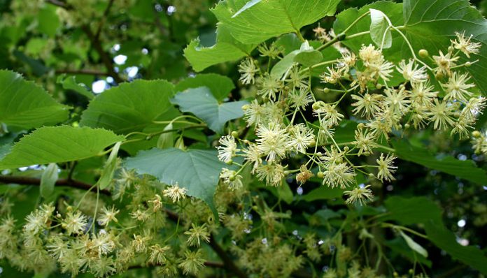 ️ Tilo Americano. Origen, Descripción, Cultivo, Cuidados, Propiedades ...