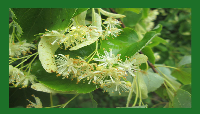 ️ Tilo. Origen, Características, Variedades, Cultivo, Cuidados, Usos Y ...