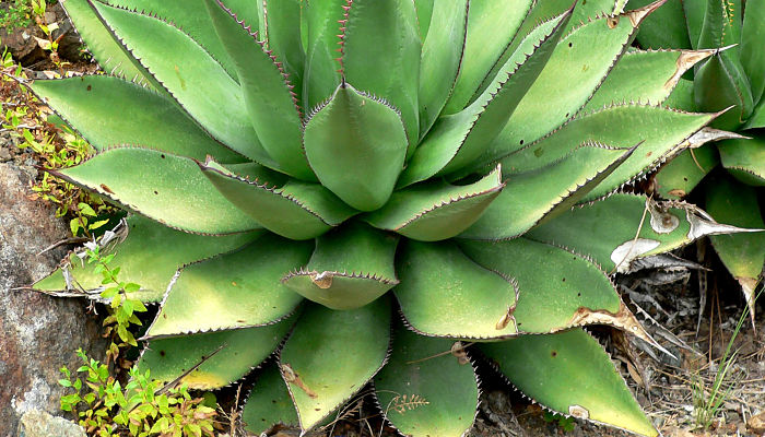 ️ Tóbala. Origen, descripción, Cultivo, Cuidados, Propiedades. | Guía ...