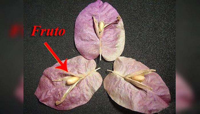 ️ Trinitaria. Origen, Descripción, Variedades, Cultivo, Cuidados Y Usos ...