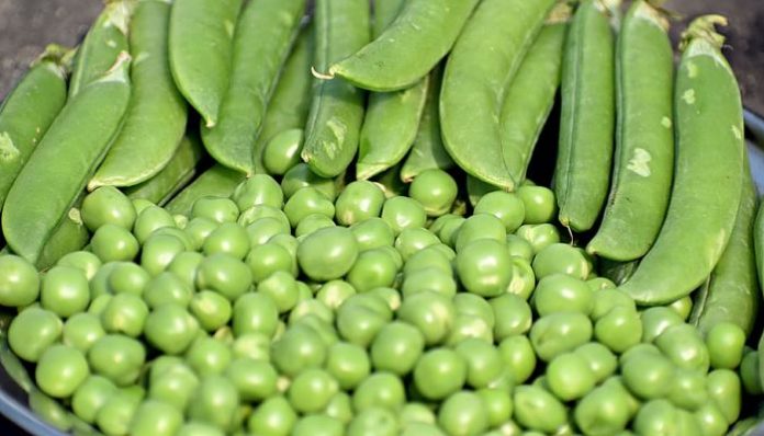 ️ Yero. Origen, Descripción, Cultivo, Cuidados, Propiedades. | Guía ...