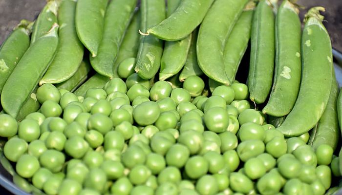 ️ Yero. Origen, Descripción, Cultivo, Cuidados, Propiedades. | Guía ...