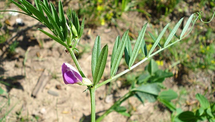 ️ Yero. Origen, Descripción, Cultivo, Cuidados, Propiedades. | Guía ...