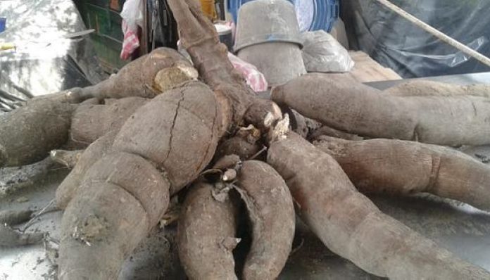 ️ Yuca Gigante. Origen, Descripción, Cultivo, Cuidados, Propiedades ...