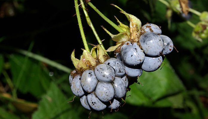 ️ Zarza Pajarera. Origen, Descripción, Cultivo, Cuidados, Propiedades ...