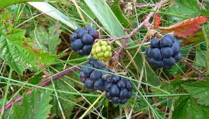 ️ Zarza Pajarera. Origen, Descripción, Cultivo, Cuidados, Propiedades ...